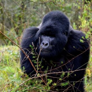 mountain-gorilla-silverback-in-uganda | Mission Finder
